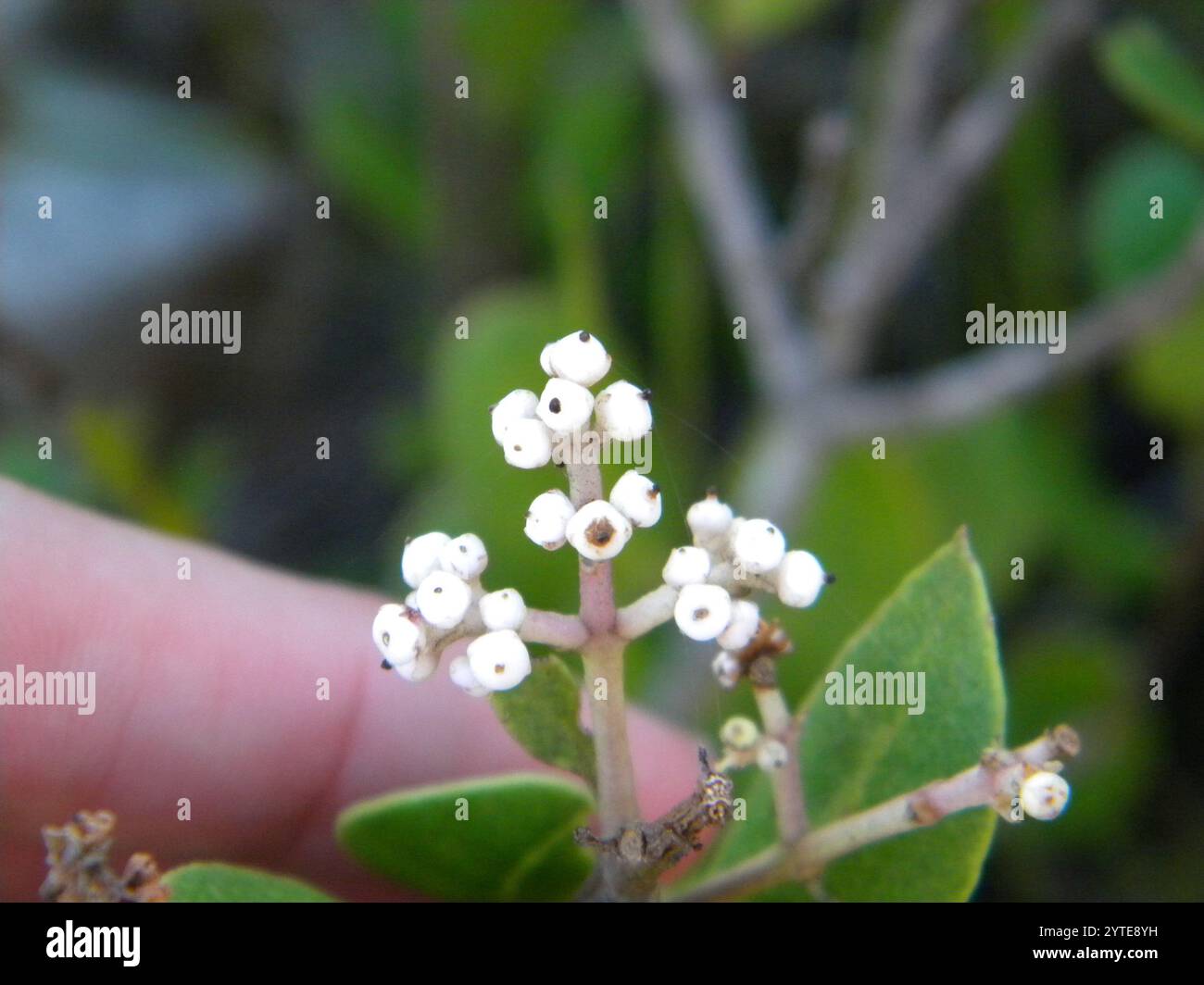 Black Ironwood (Olea capensis Stock Photo - Alamy