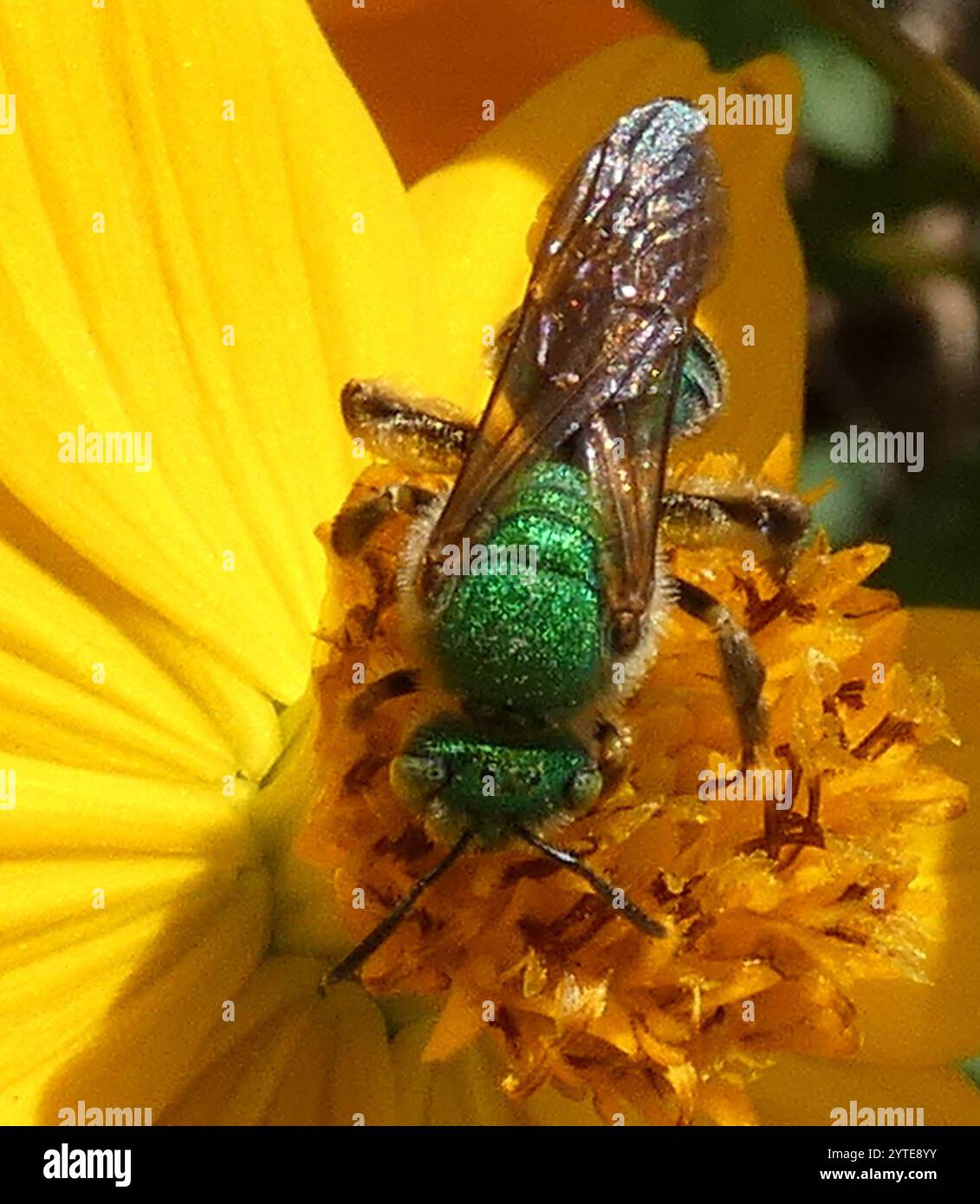 Agapostemon splendens hi-res stock photography and images - Alamy