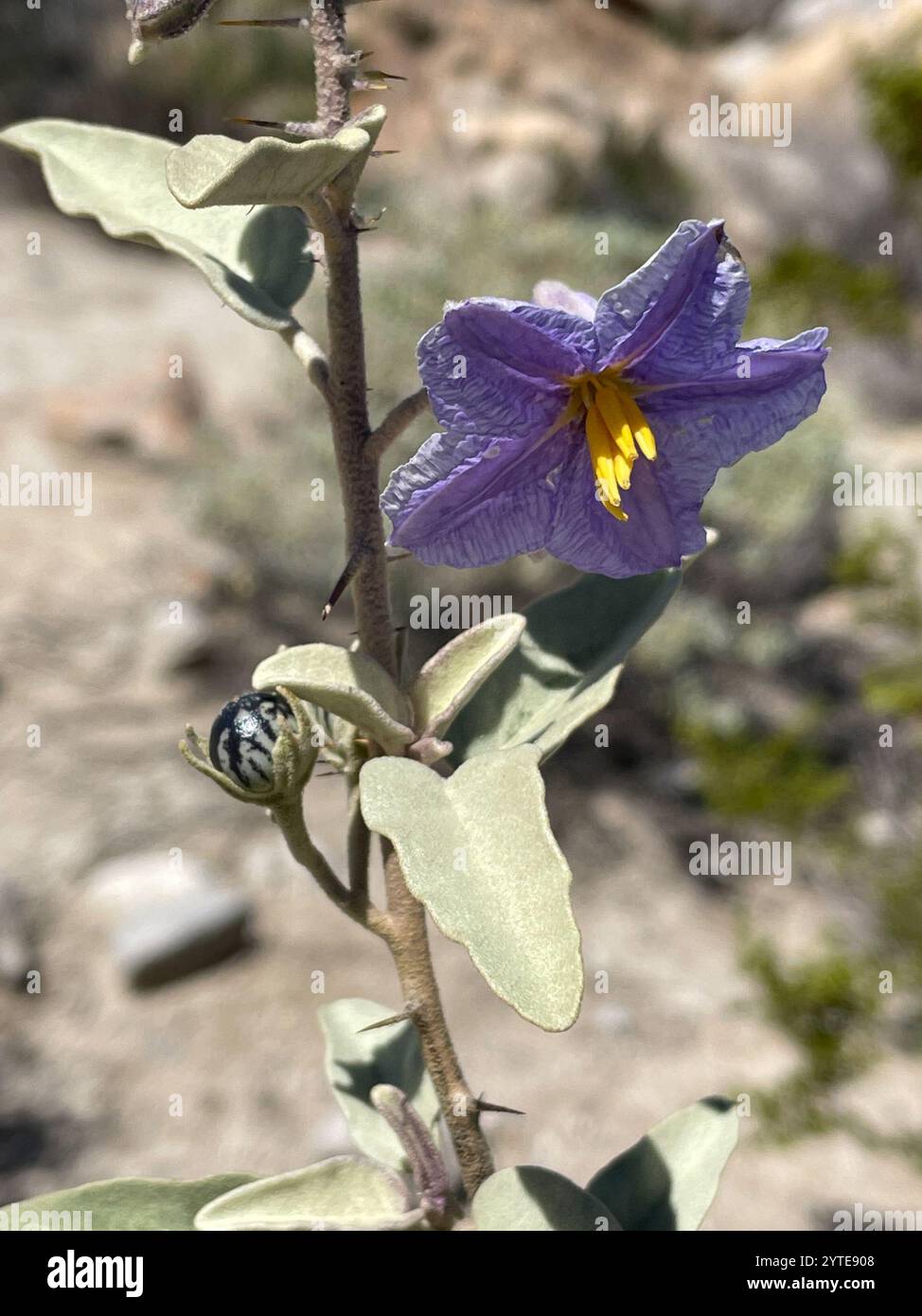 Baja California nightshade (Solanum hindsianum Stock Photo - Alamy