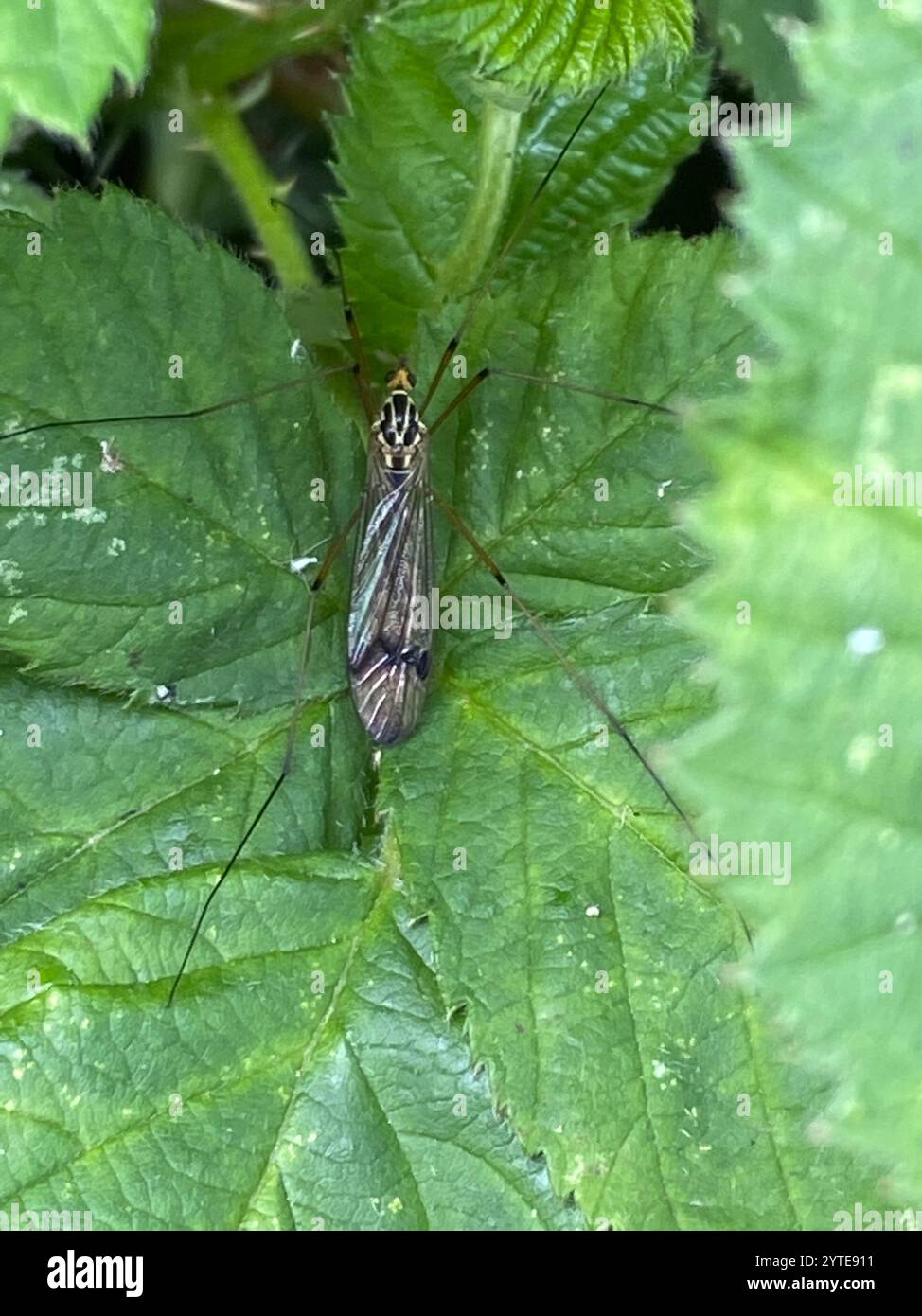 four-spotted cranefly (Nephrotoma quadrifaria Stock Photo - Alamy