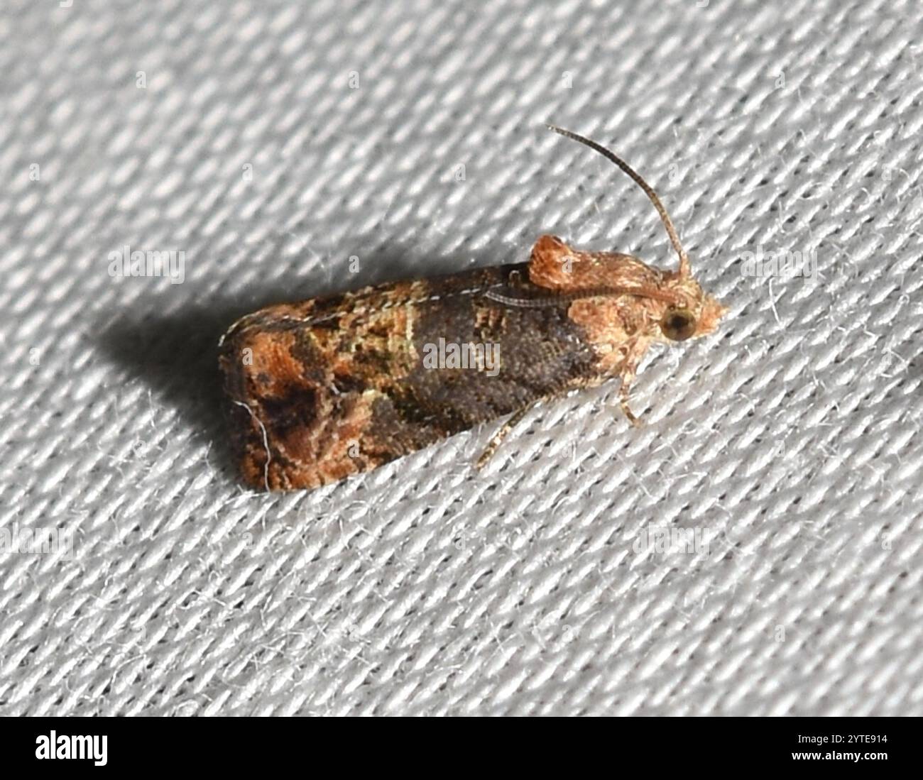Grape Berry Moth (Paralobesia viteana Stock Photo - Alamy