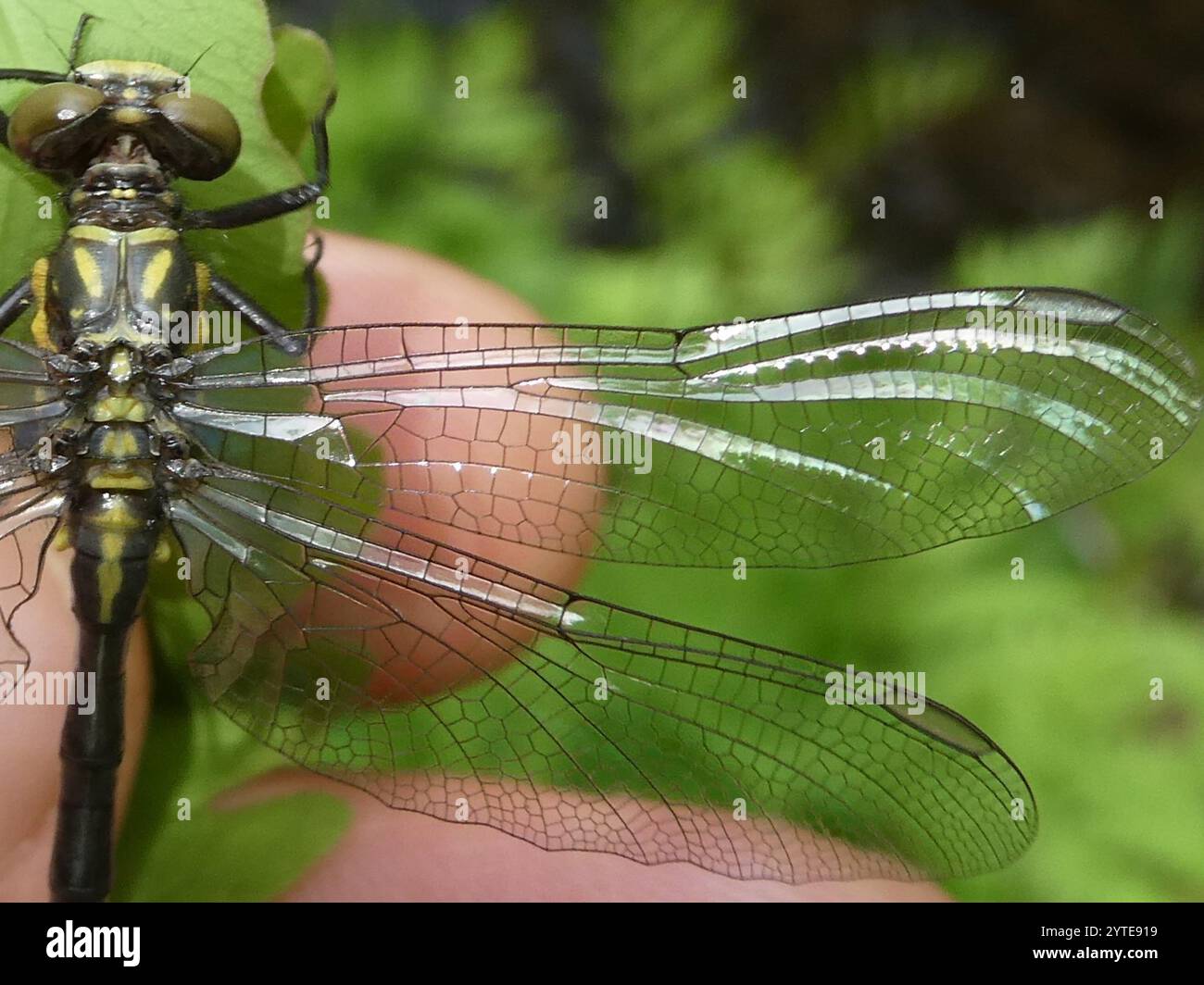Northern Pygmy Clubtail (Lanthus parvulus Stock Photo - Alamy