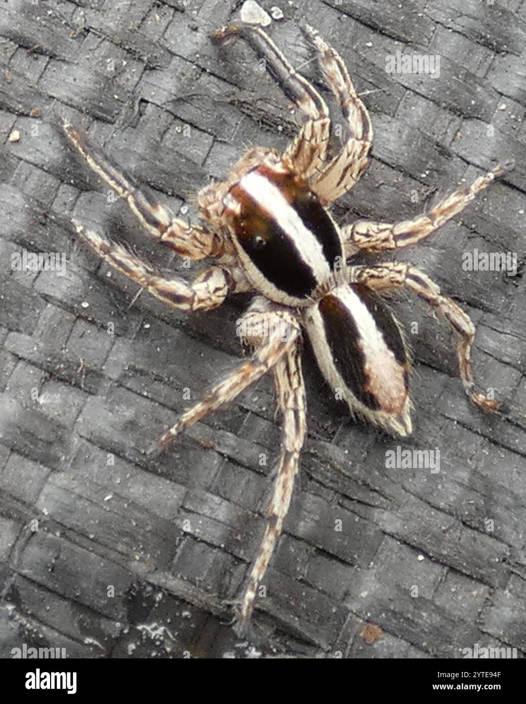 Pantropical Jumping Spider (Plexippus paykulli Stock Photo - Alamy