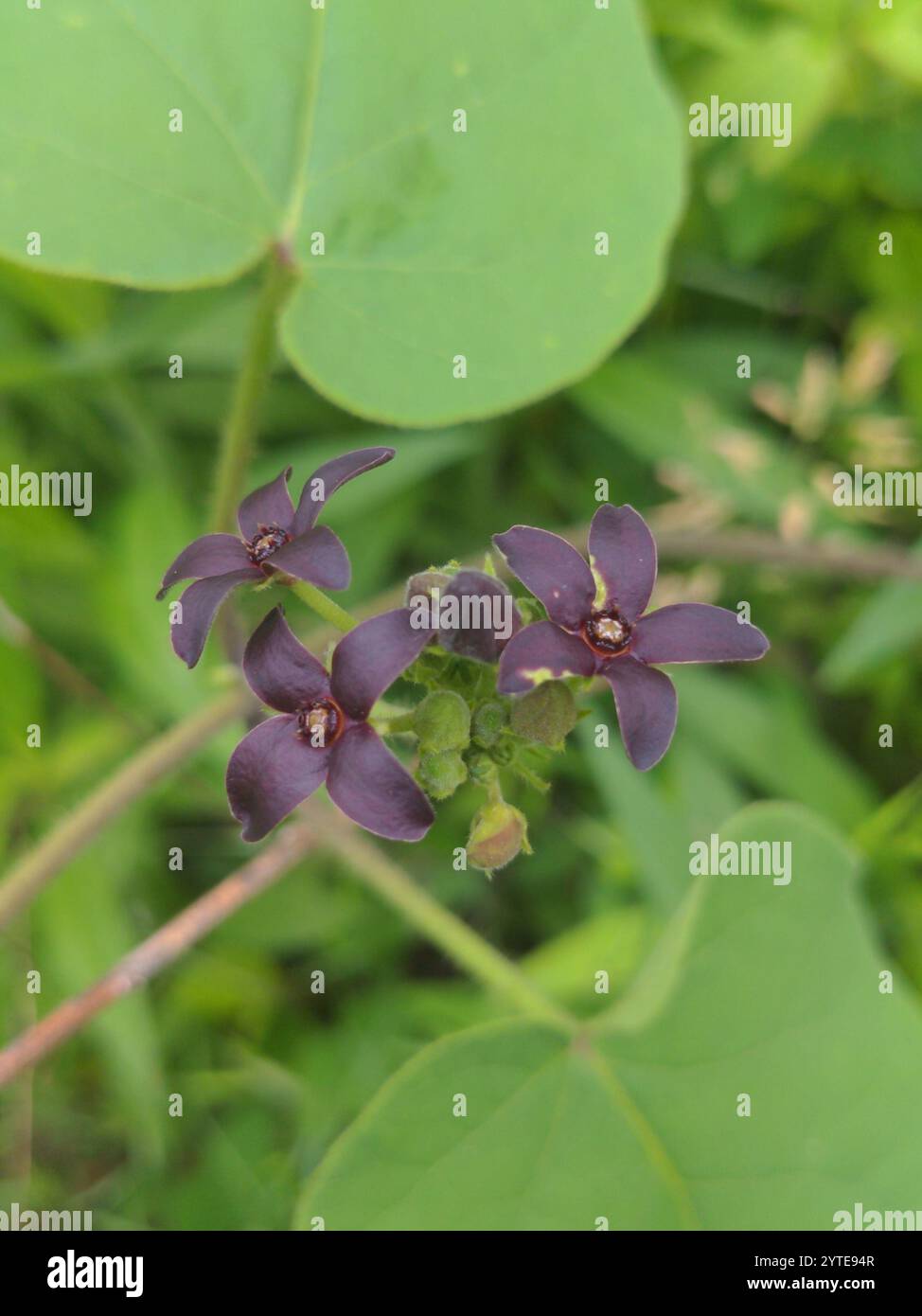 Matelea carolinensis hi-res stock photography and images - Alamy