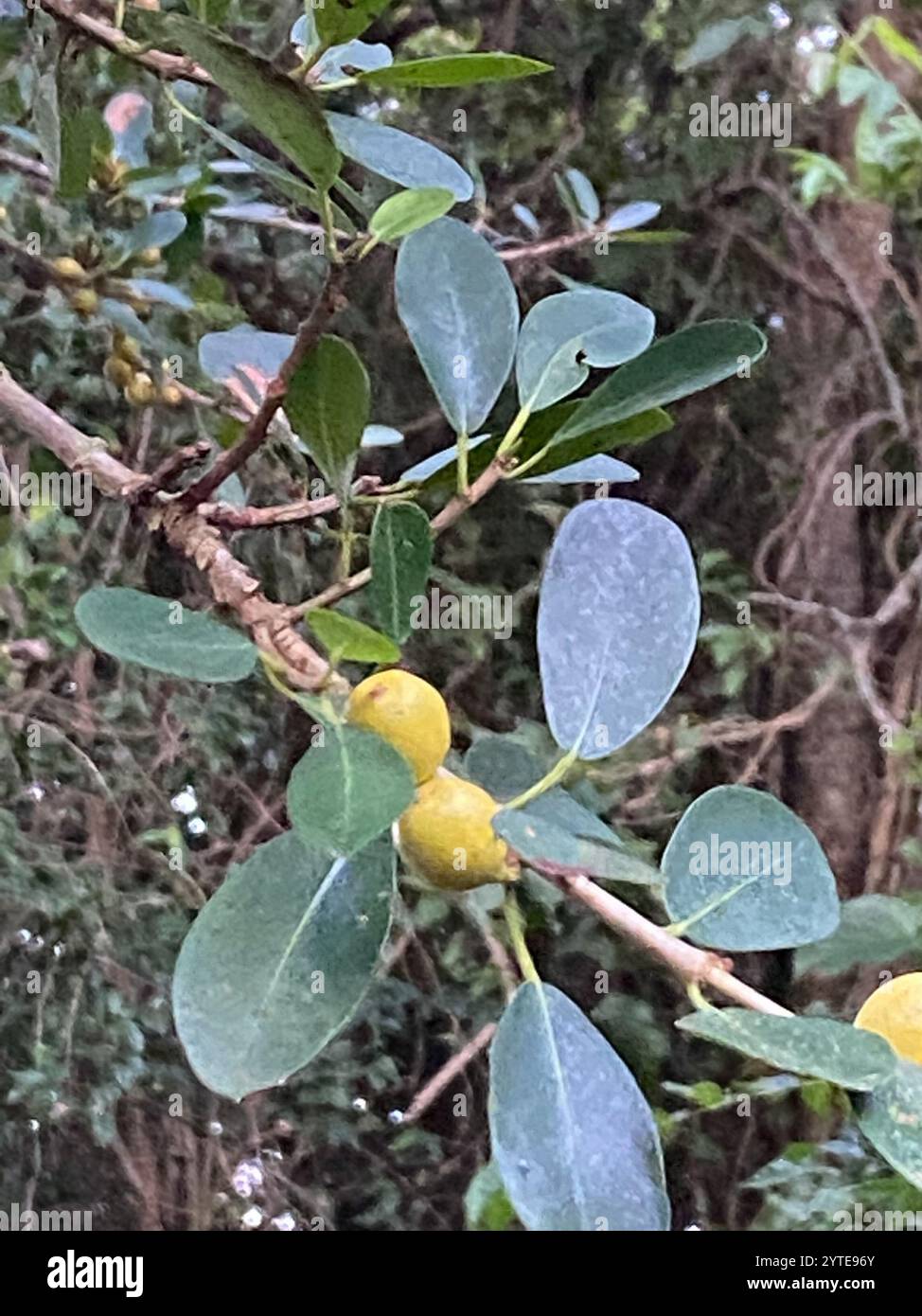 Natal fig (Ficus natalensis Stock Photo - Alamy