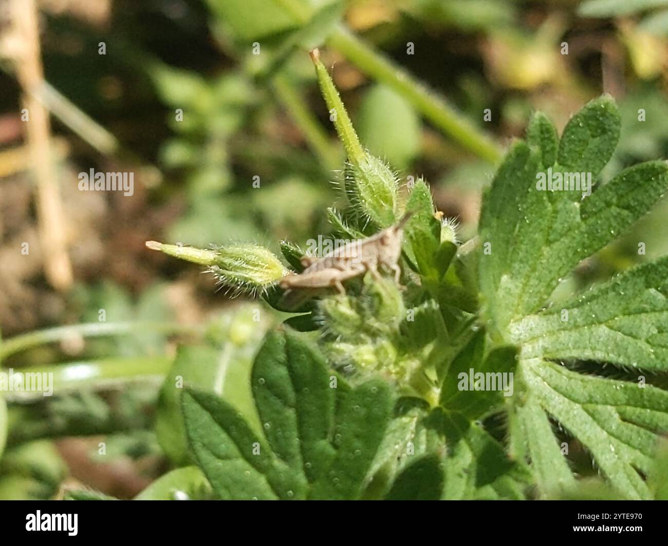 Slant faced grasshoppers hi-res stock photography and images - Alamy