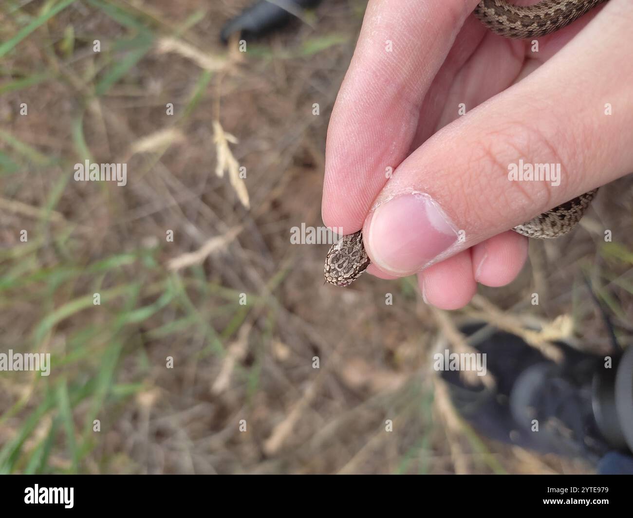 Steppe Viper (Vipera renardi Stock Photo - Alamy
