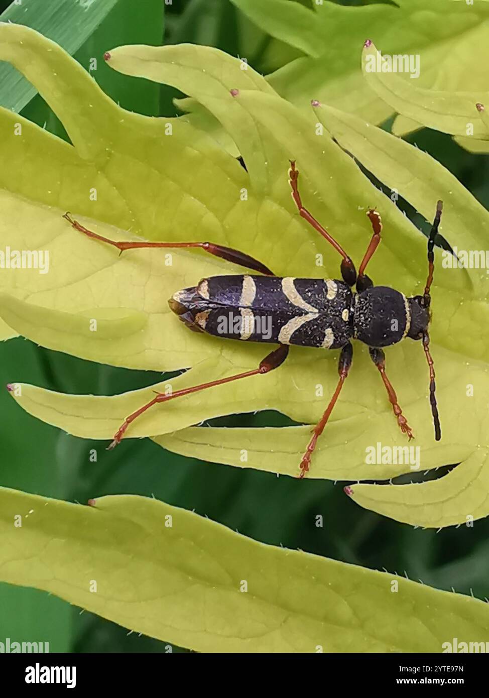 Wasp Beetle (Clytus arietis Stock Photo - Alamy