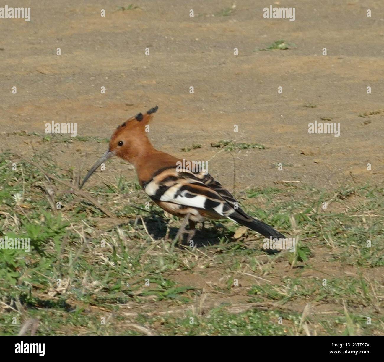 African Hoopoe (Upupa epops africana Stock Photo - Alamy