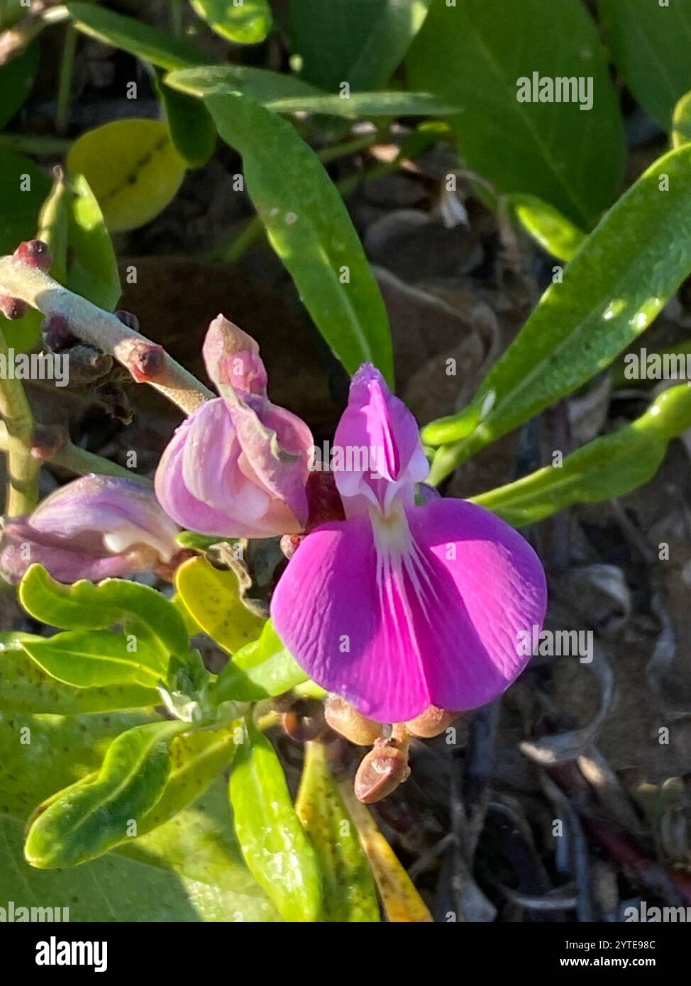 Beach Bean (Canavalia rosea Stock Photo - Alamy