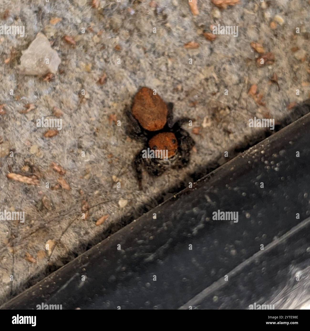 Phidippus cardinalis hi-res stock photography and images - Alamy