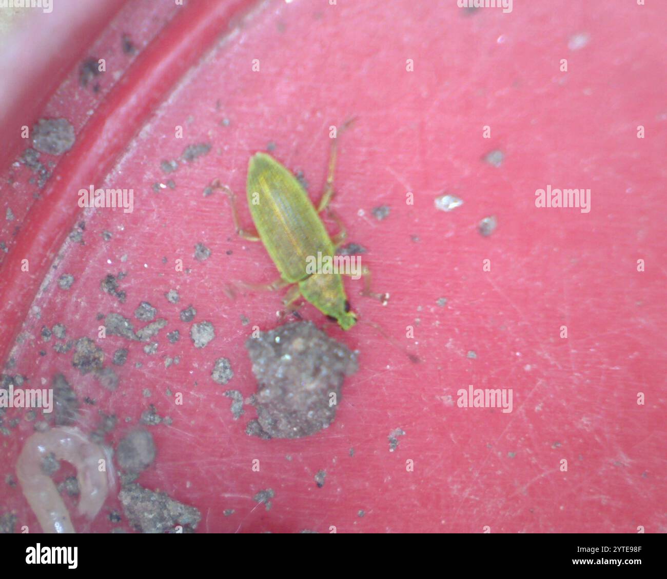 Green Immigrant Leaf Weevil (Polydrusus formosus Stock Photo - Alamy