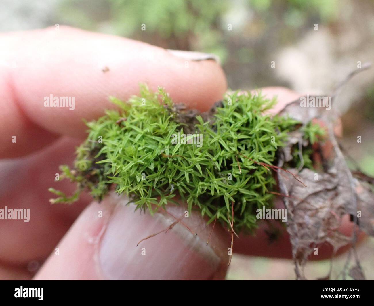Green-tufted Stubble Moss (Weissia controversa Stock Photo - Alamy