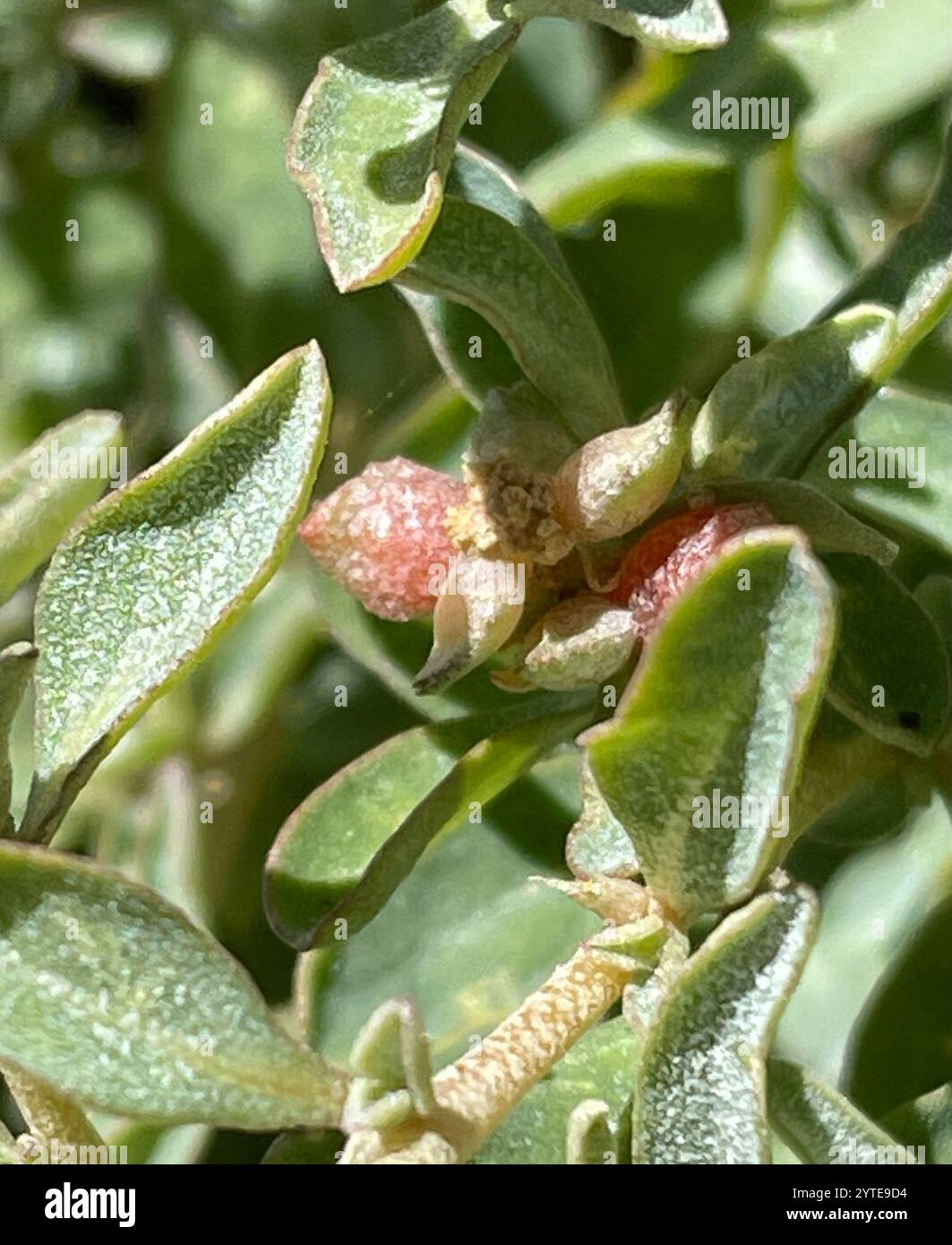berry saltbush (Atriplex semibaccata Stock Photo - Alamy