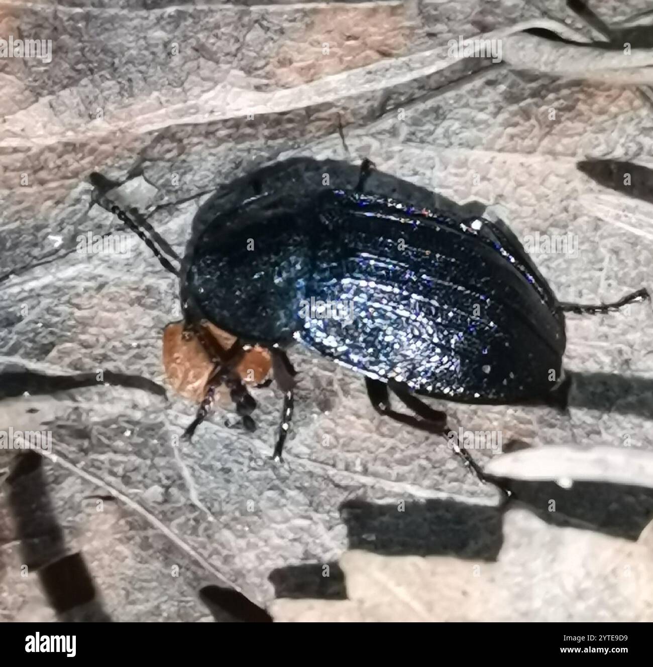 Black snail beetle (Phosphuga atrata Stock Photo - Alamy