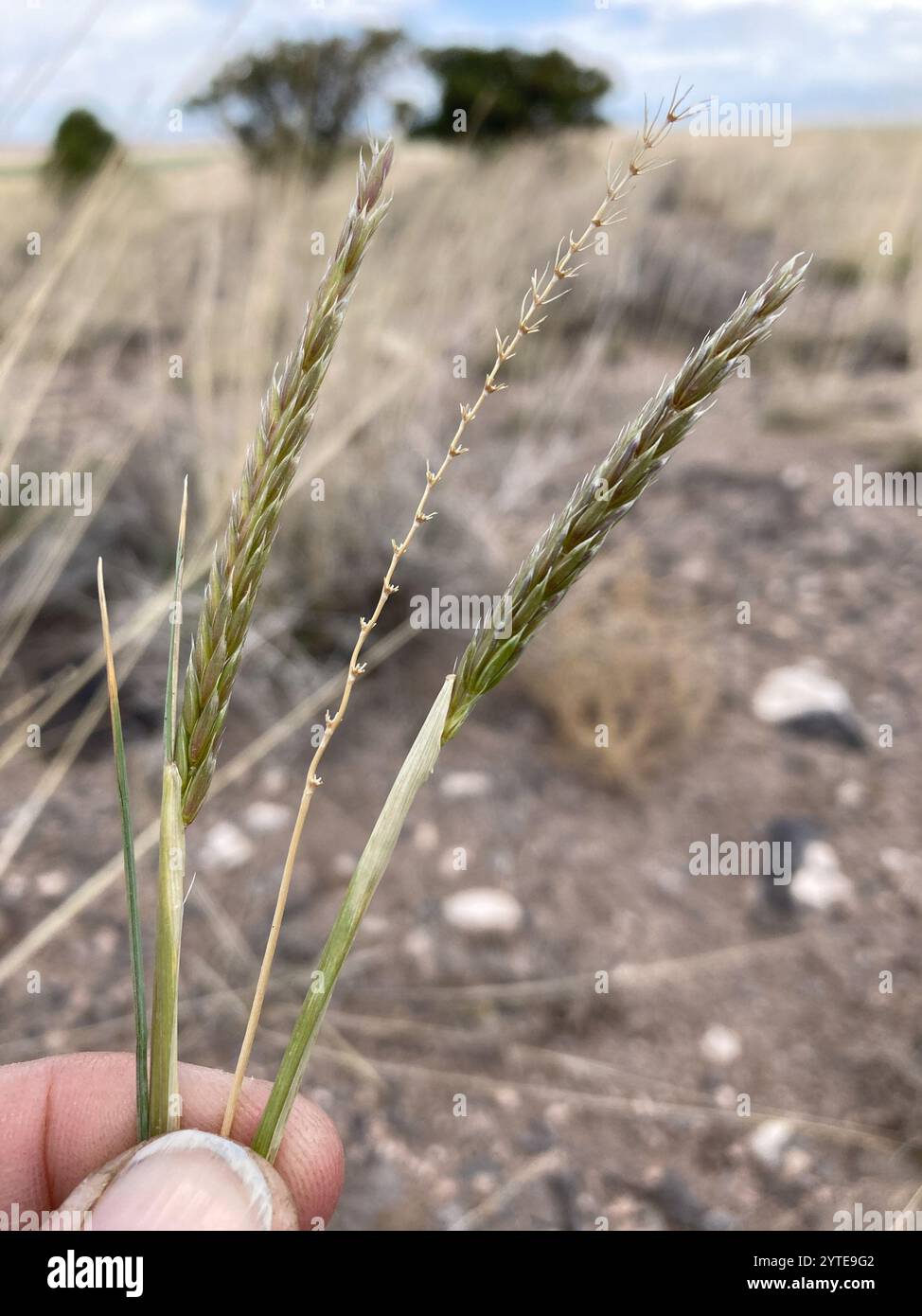 Russian Wildrye (Psathyrostachys juncea Stock Photo - Alamy