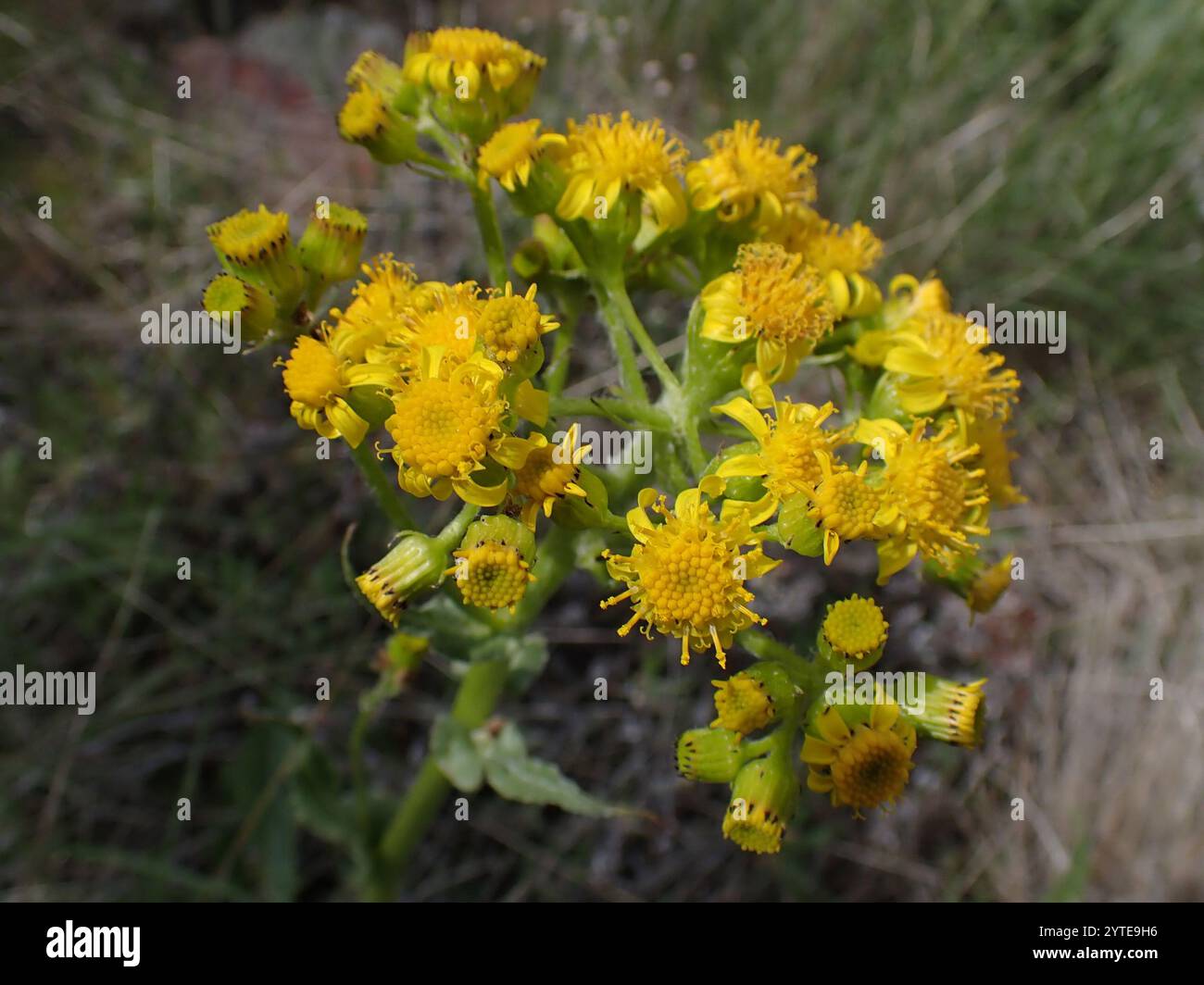 Tall western groundsel (Senecio integerrimus Stock Photo - Alamy
