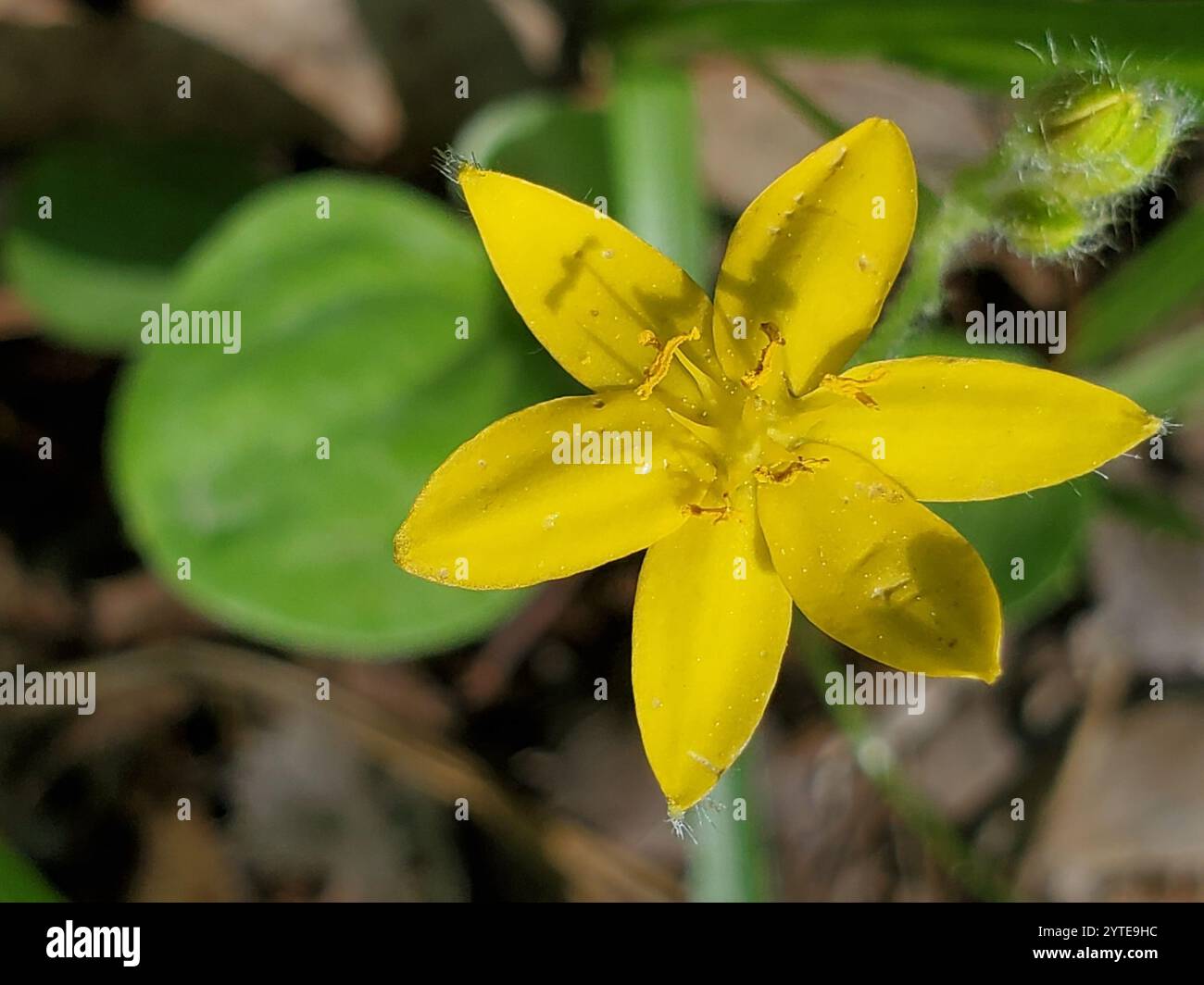 yellow star grass (Hypoxis hirsuta Stock Photo - Alamy