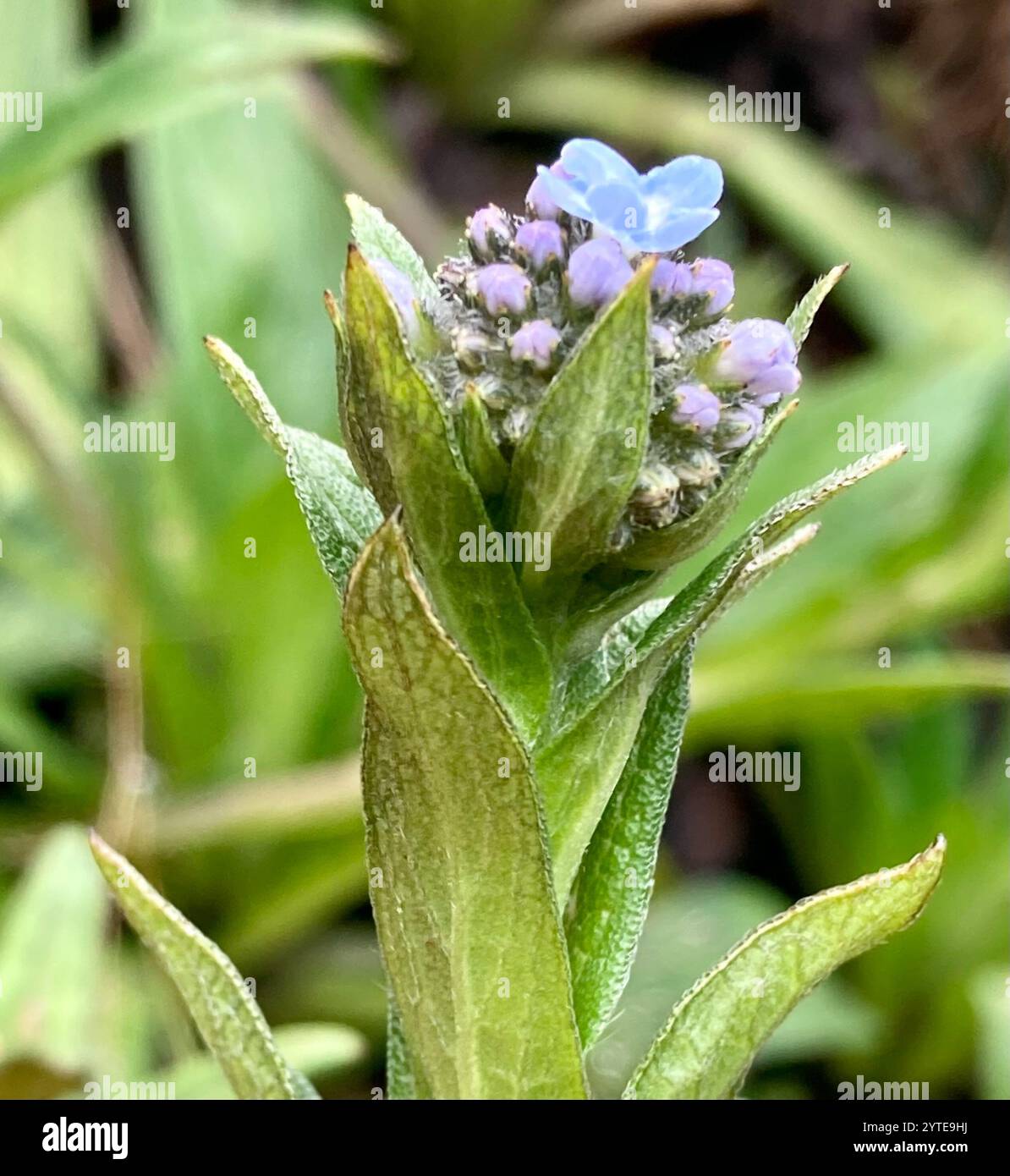 flowering plants (Angiospermae Stock Photo - Alamy