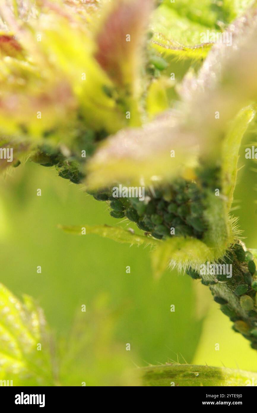 dark green nettle aphid (Aphis urticata Stock Photo - Alamy