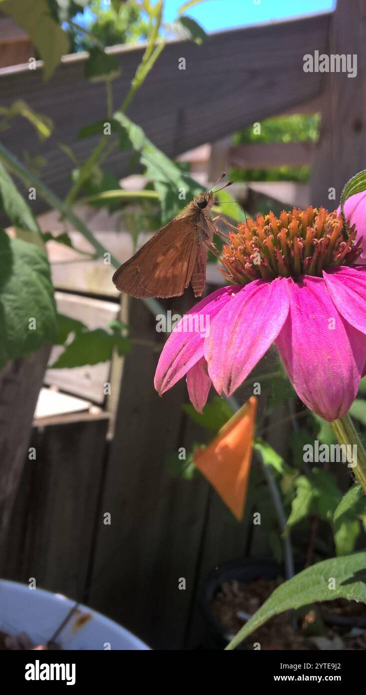 Broad-winged Skipper (Poanes viator Stock Photo - Alamy