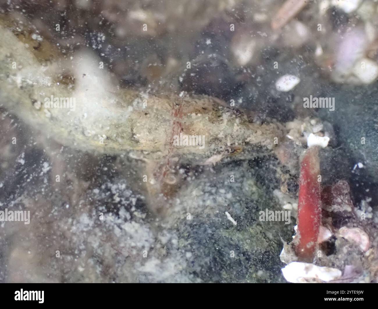 High Cockscomb (Anoplarchus purpurescens Stock Photo - Alamy