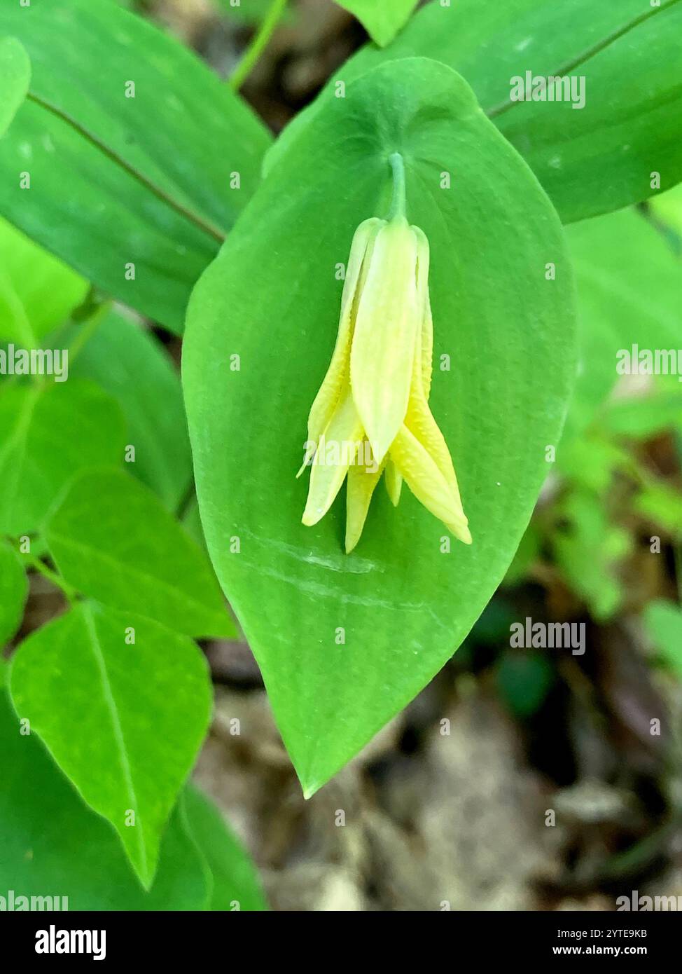perfoliate bellwort (Uvularia perfoliata Stock Photo - Alamy