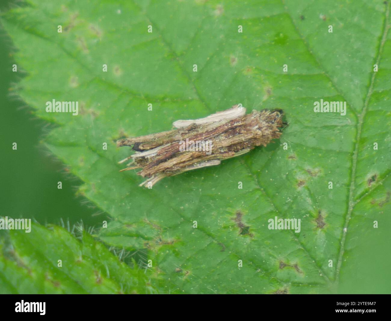 Common Bagworm Moth (Psyche casta Stock Photo - Alamy