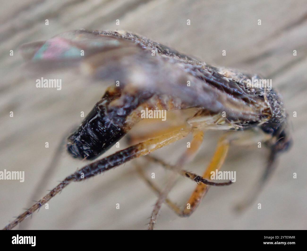 handsome plant bug (Harpocera thoracica Stock Photo - Alamy