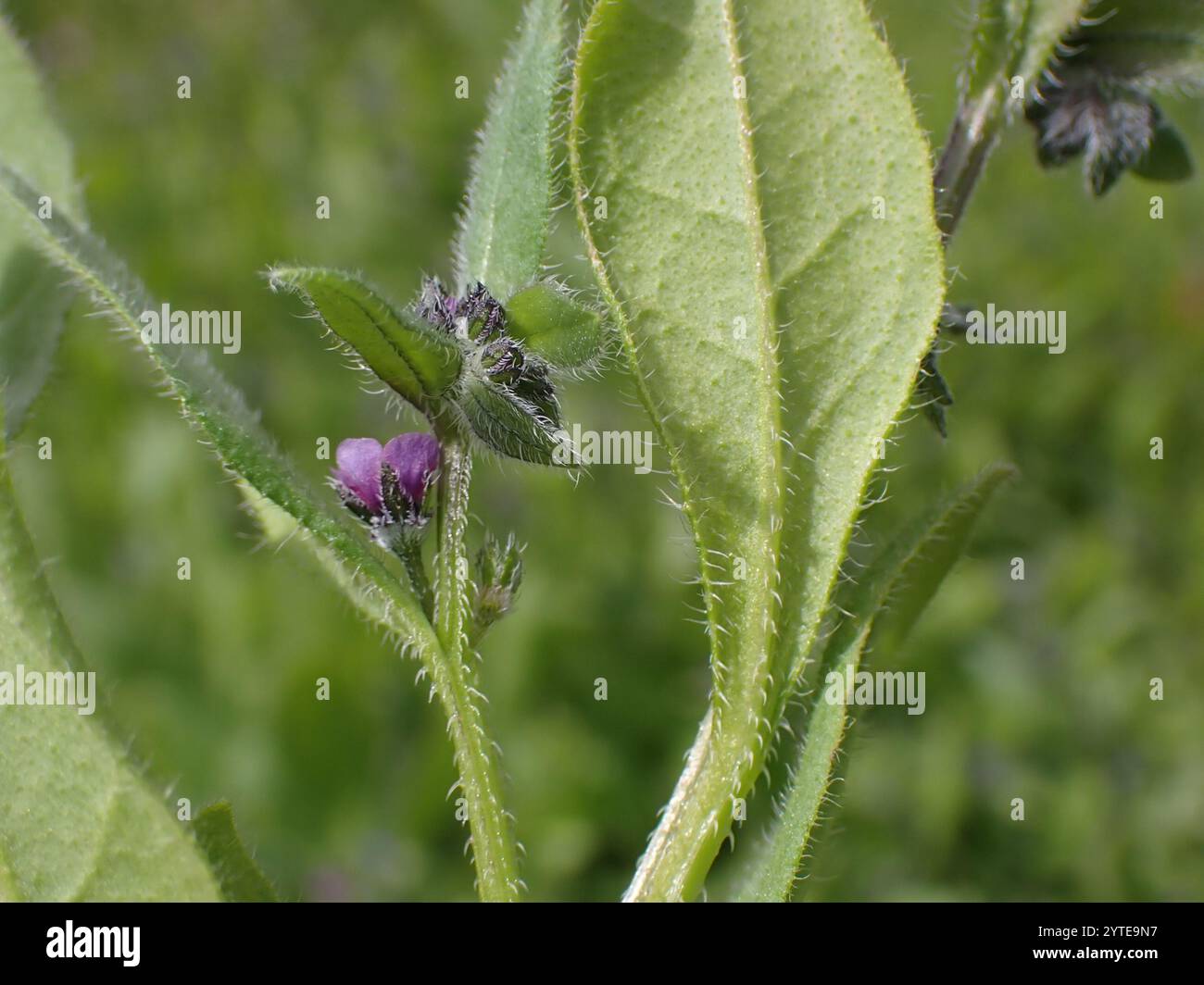 Asperugo procumbens hi-res stock photography and images - Alamy