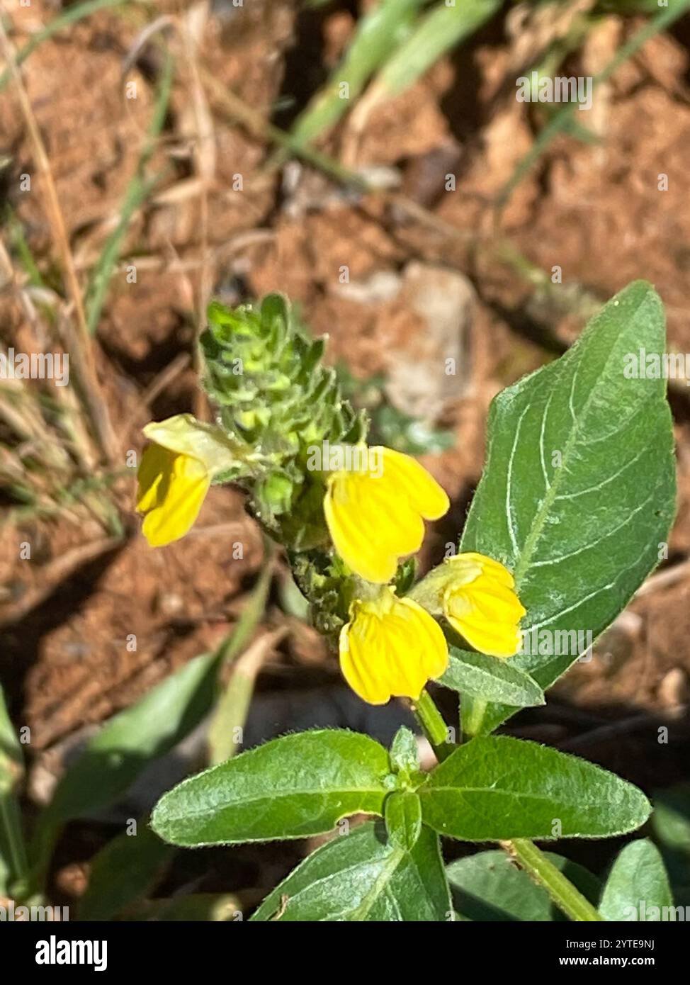 Yellow Justicia (Justicia flava Stock Photo - Alamy