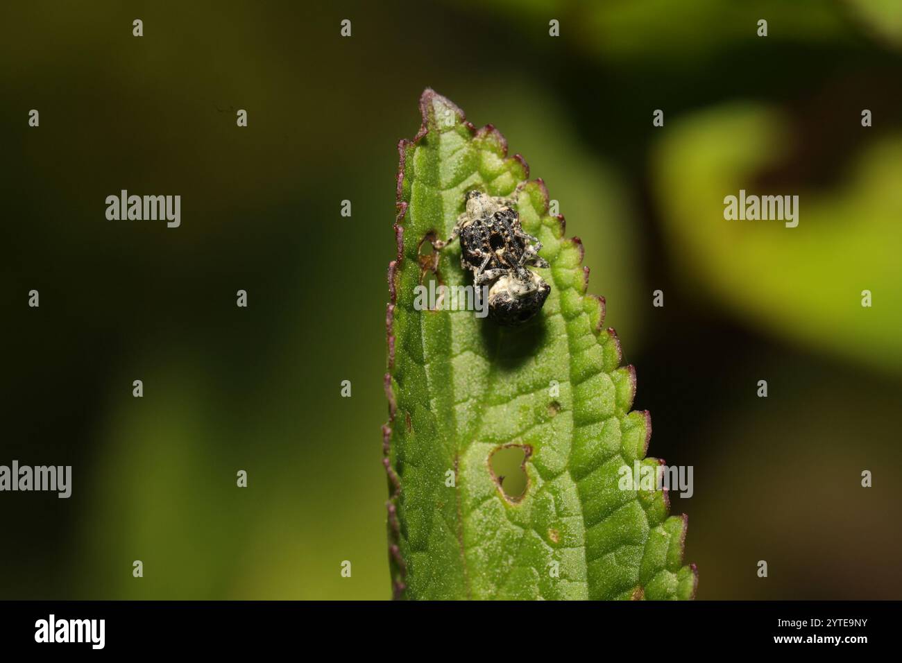 Figwort weevil hi-res stock photography and images - Alamy