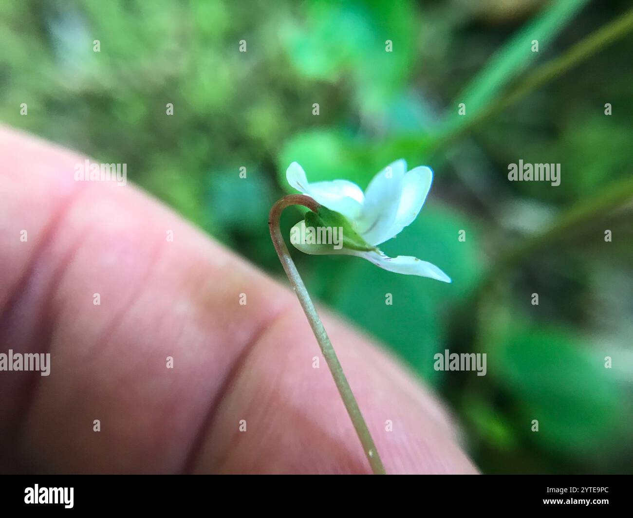 Primulifolia hi-res stock photography and images - Alamy