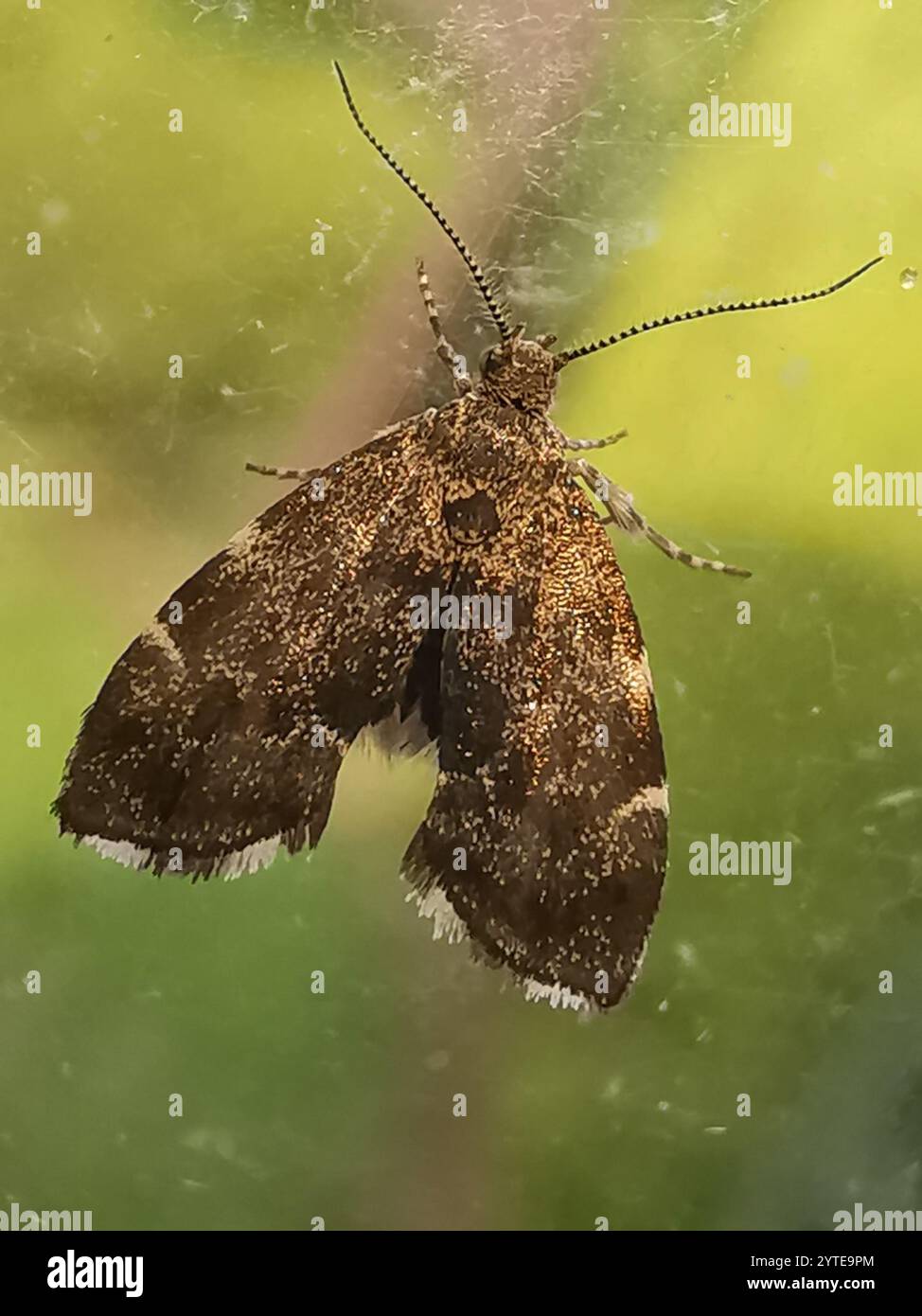 Common Nettle-tap (Anthophila fabriciana Stock Photo - Alamy