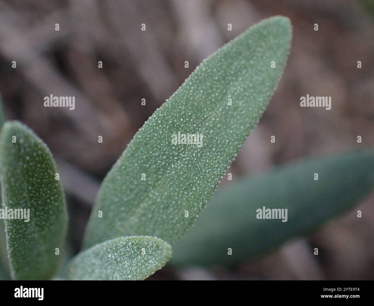 saltbush subfamily (Chenopodioideae Stock Photo - Alamy