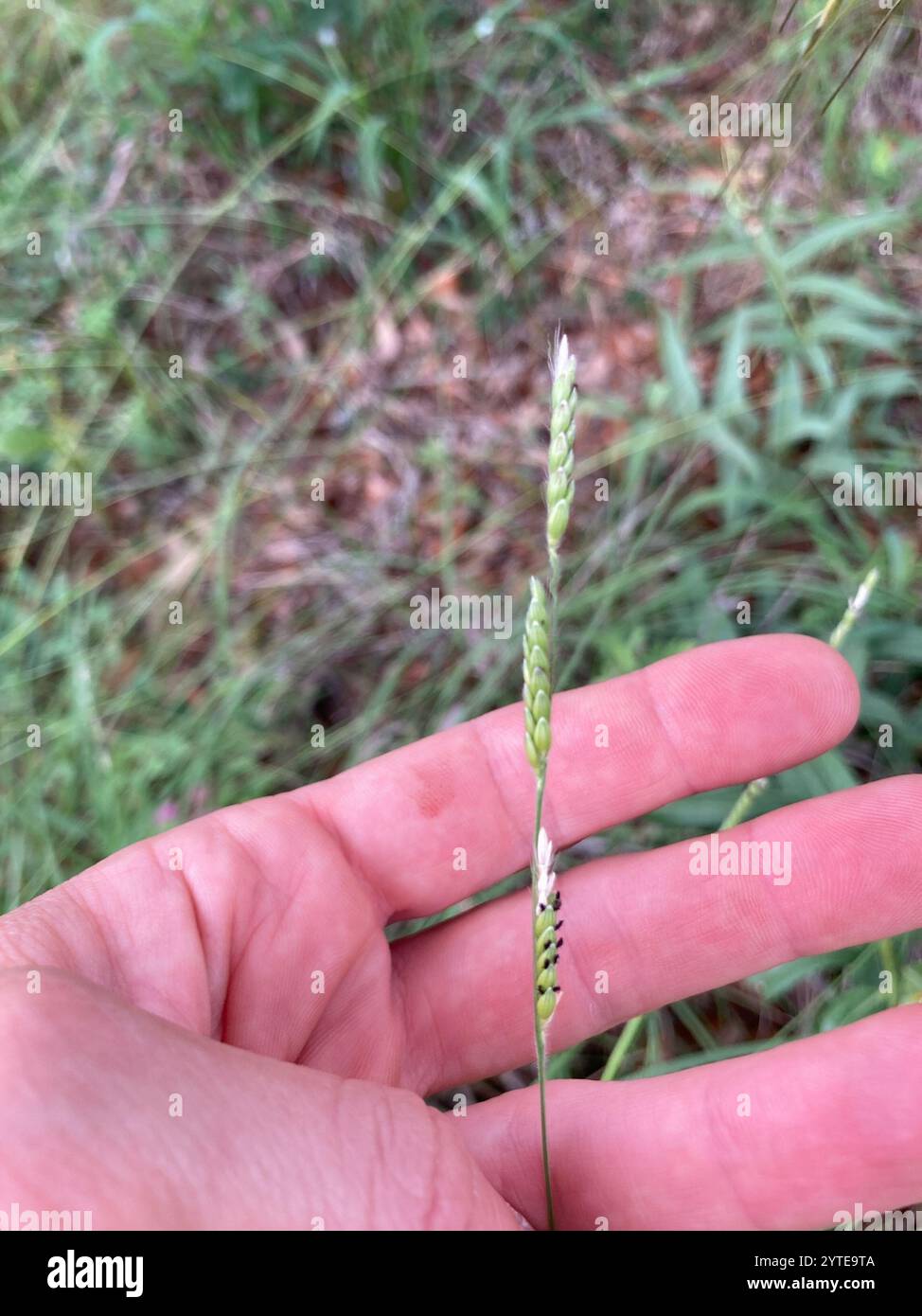 Texas cup grass (Eriochloa sericea Stock Photo - Alamy