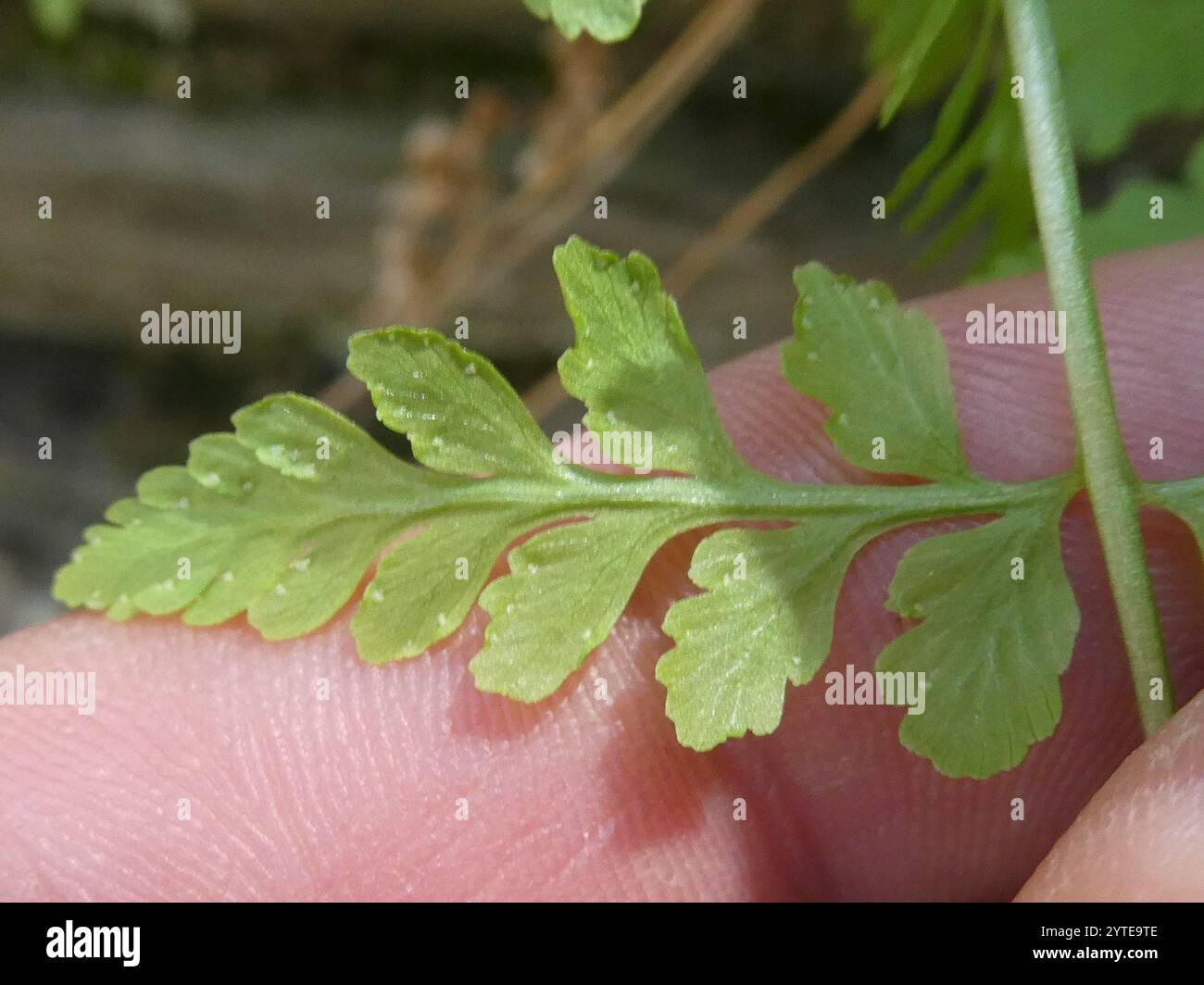 fragile ferns (Cystopteris Stock Photo - Alamy