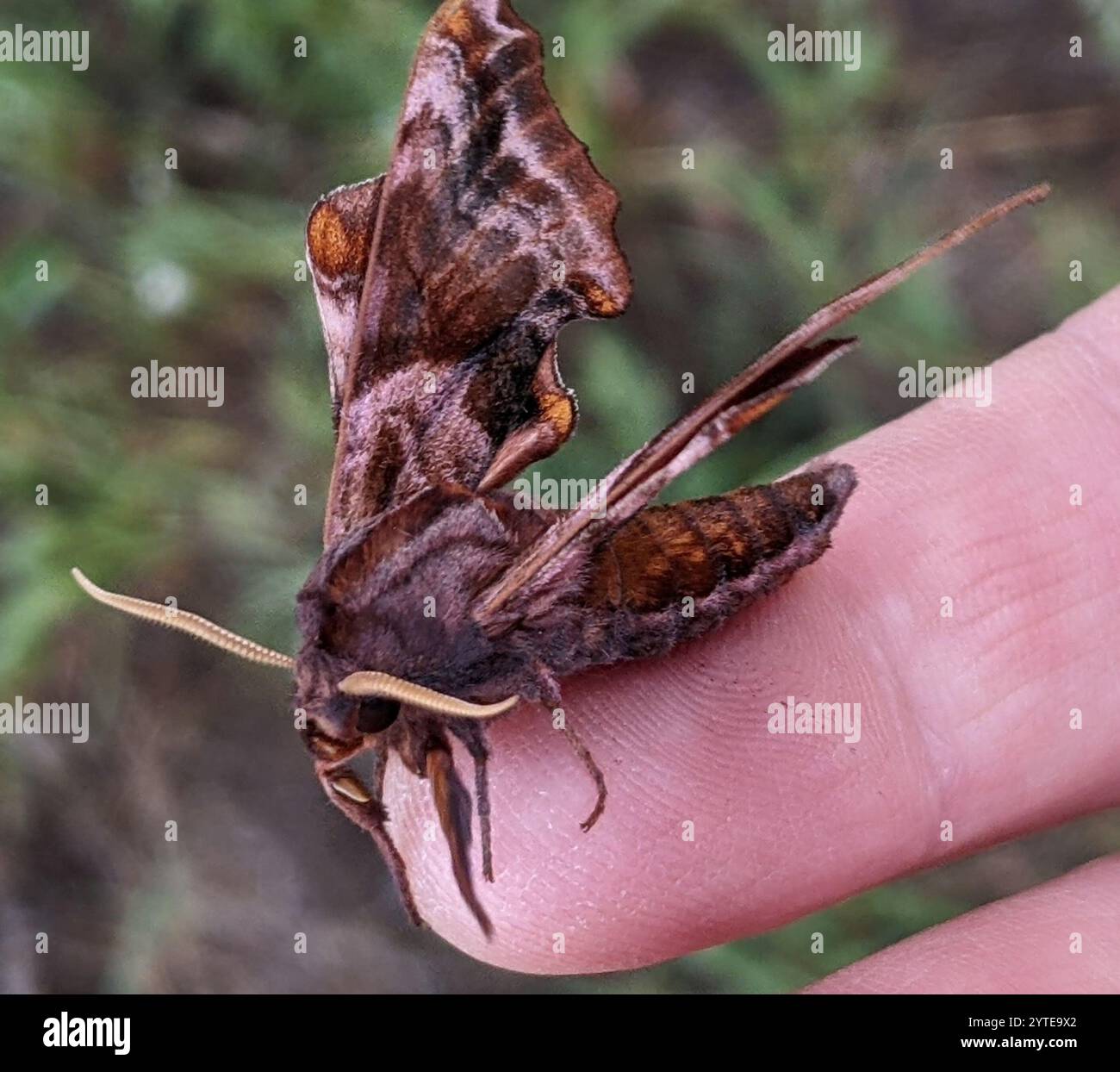 Small-eyed Sphinx (Paonias myops Stock Photo - Alamy