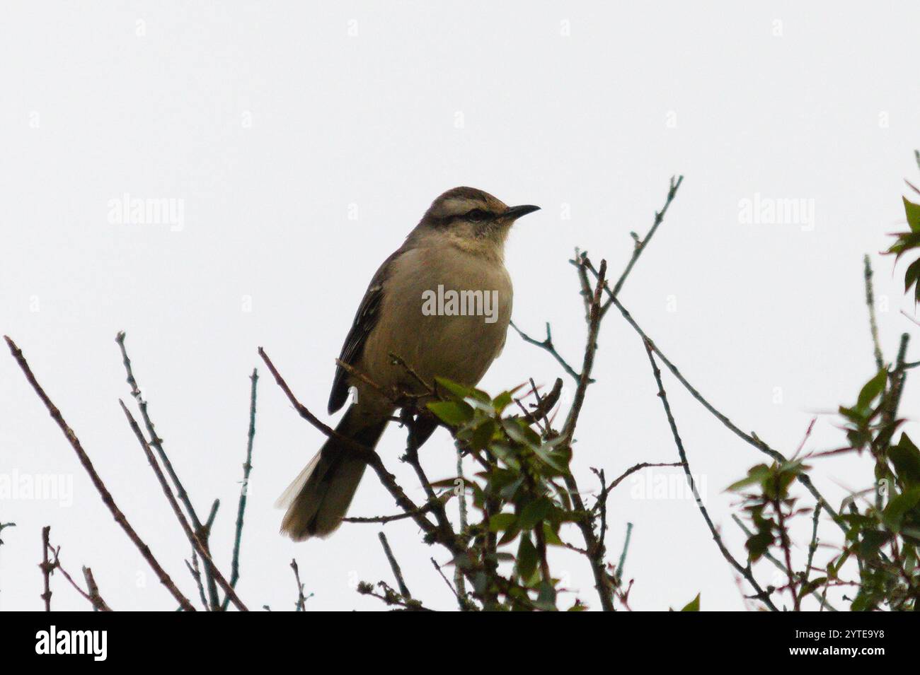 Chalk-browed Mockingbird (Mimus saturninus Stock Photo - Alamy