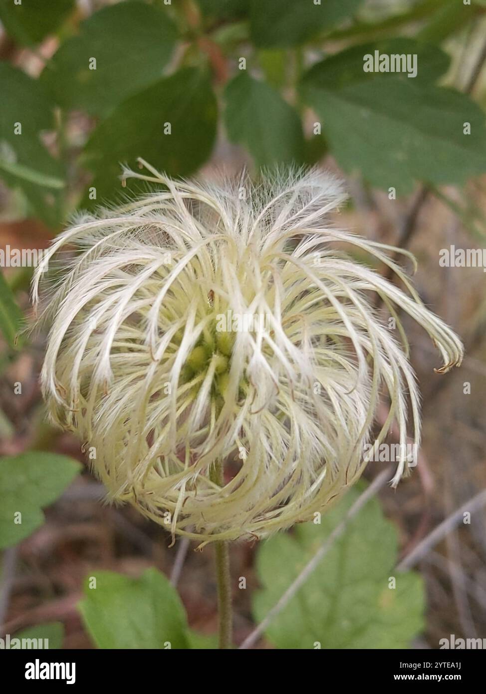 Pipestem Clematis (Clematis lasiantha Stock Photo - Alamy