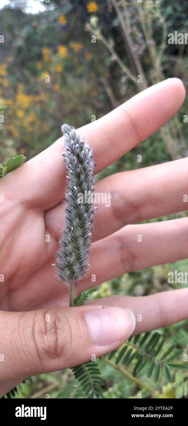 foxtail prairie clover (Dalea leporina Stock Photo - Alamy