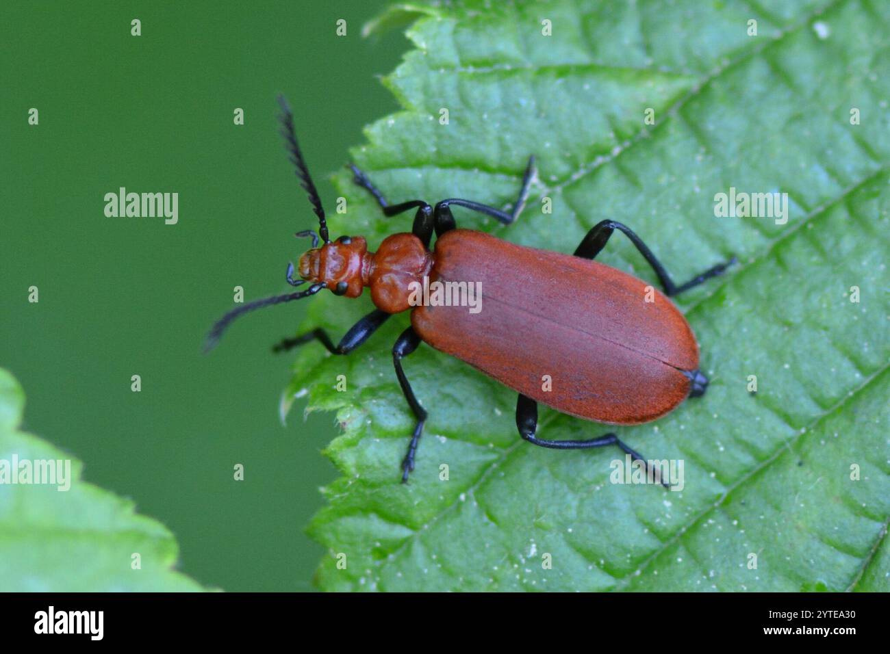 Common Cardinal Beetle (Pyrochroa serraticornis Stock Photo - Alamy
