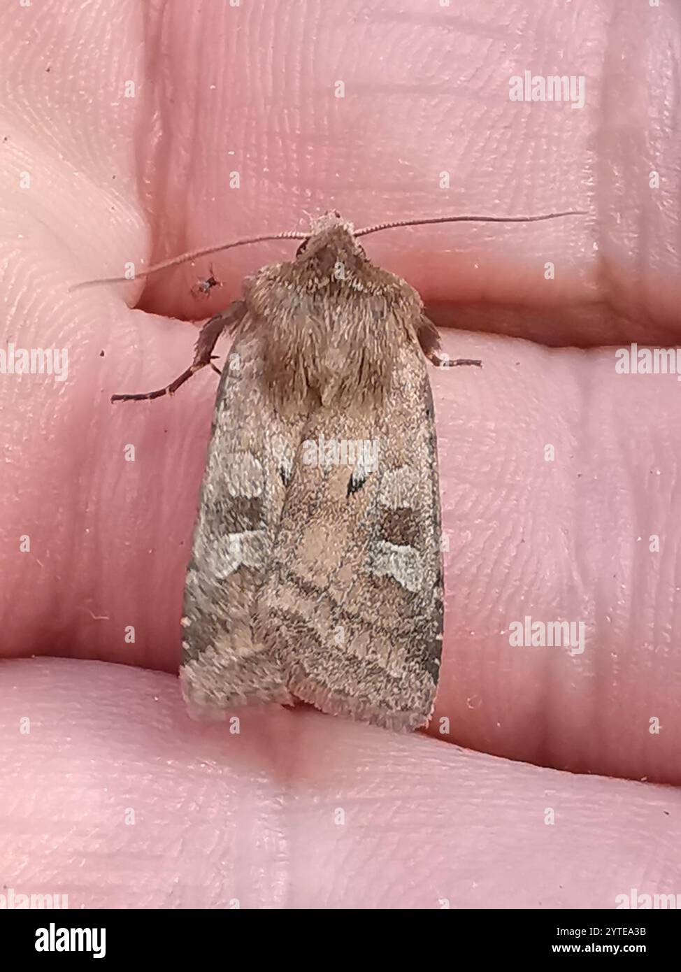 Small Square-spot (Diarsia rubi Stock Photo - Alamy