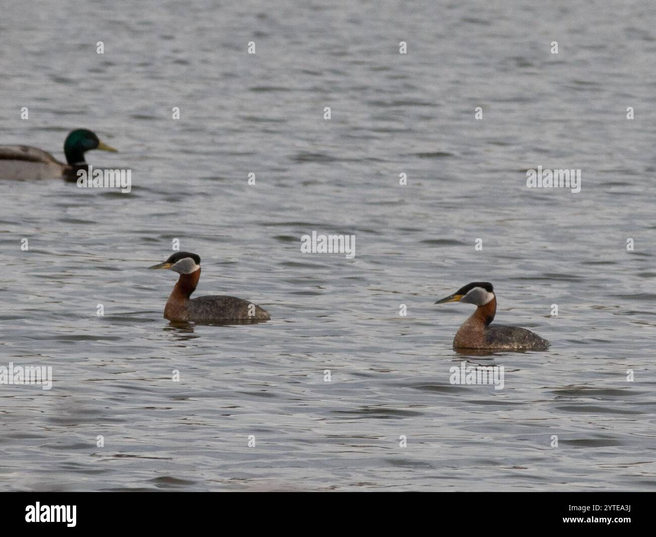 Red-necked Grebe (Podiceps grisegena Stock Photo - Alamy