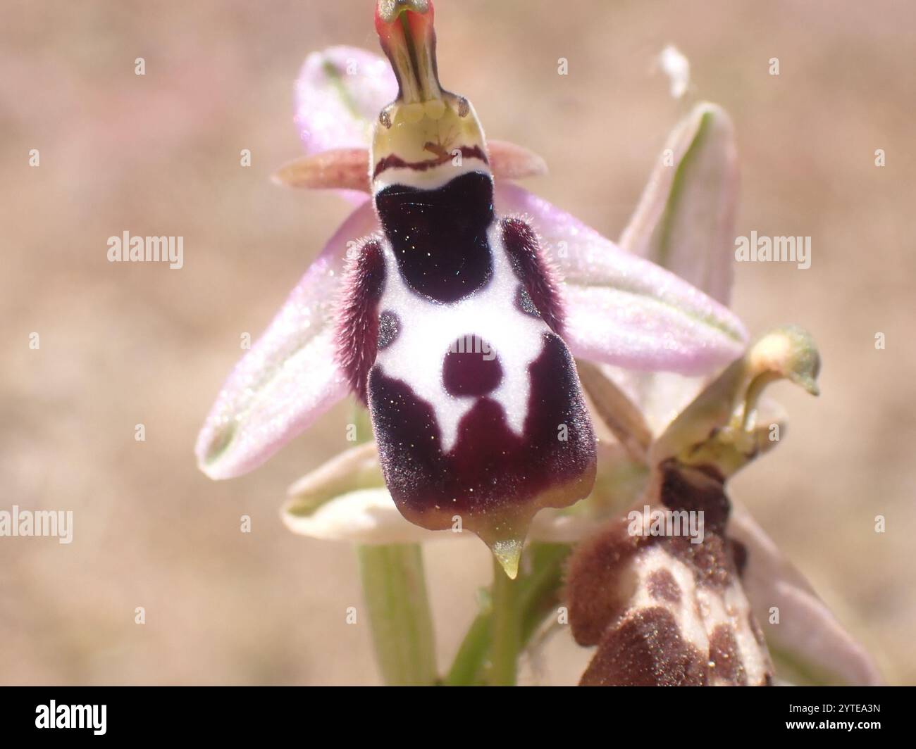 Diamond Orchid (Ophrys reinholdii Stock Photo - Alamy