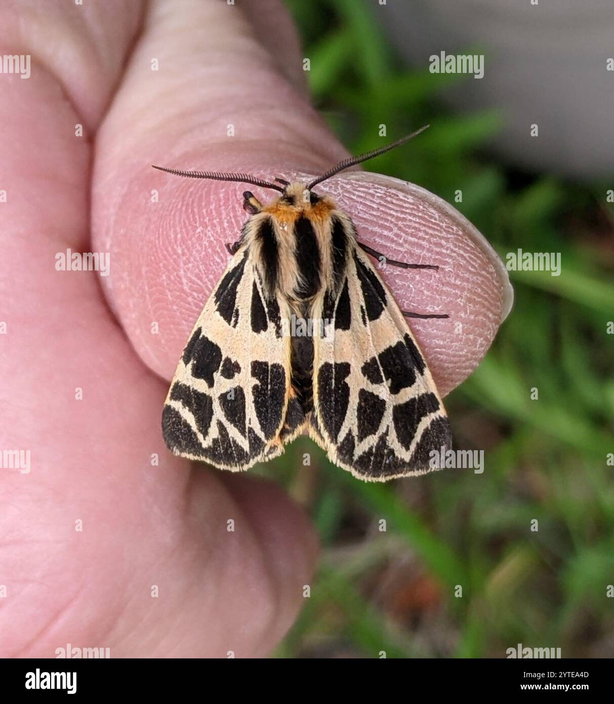 Ornate Tiger Moth (Apantesis ornata Stock Photo - Alamy
