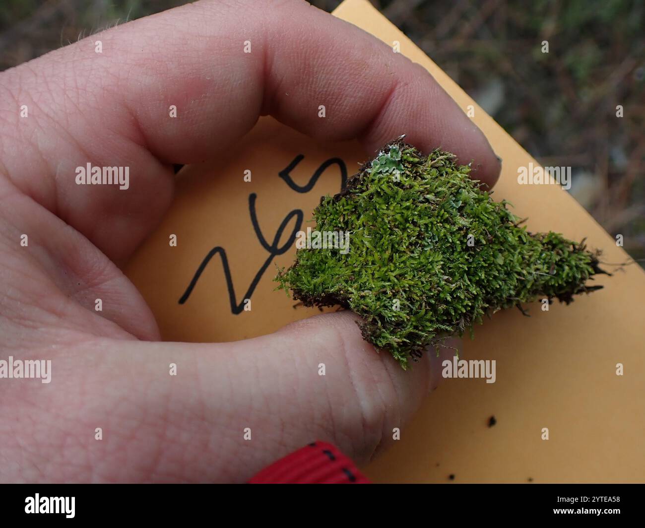 Elegant Beaked Moss (Eurhynchiastrum pulchellum Stock Photo - Alamy
