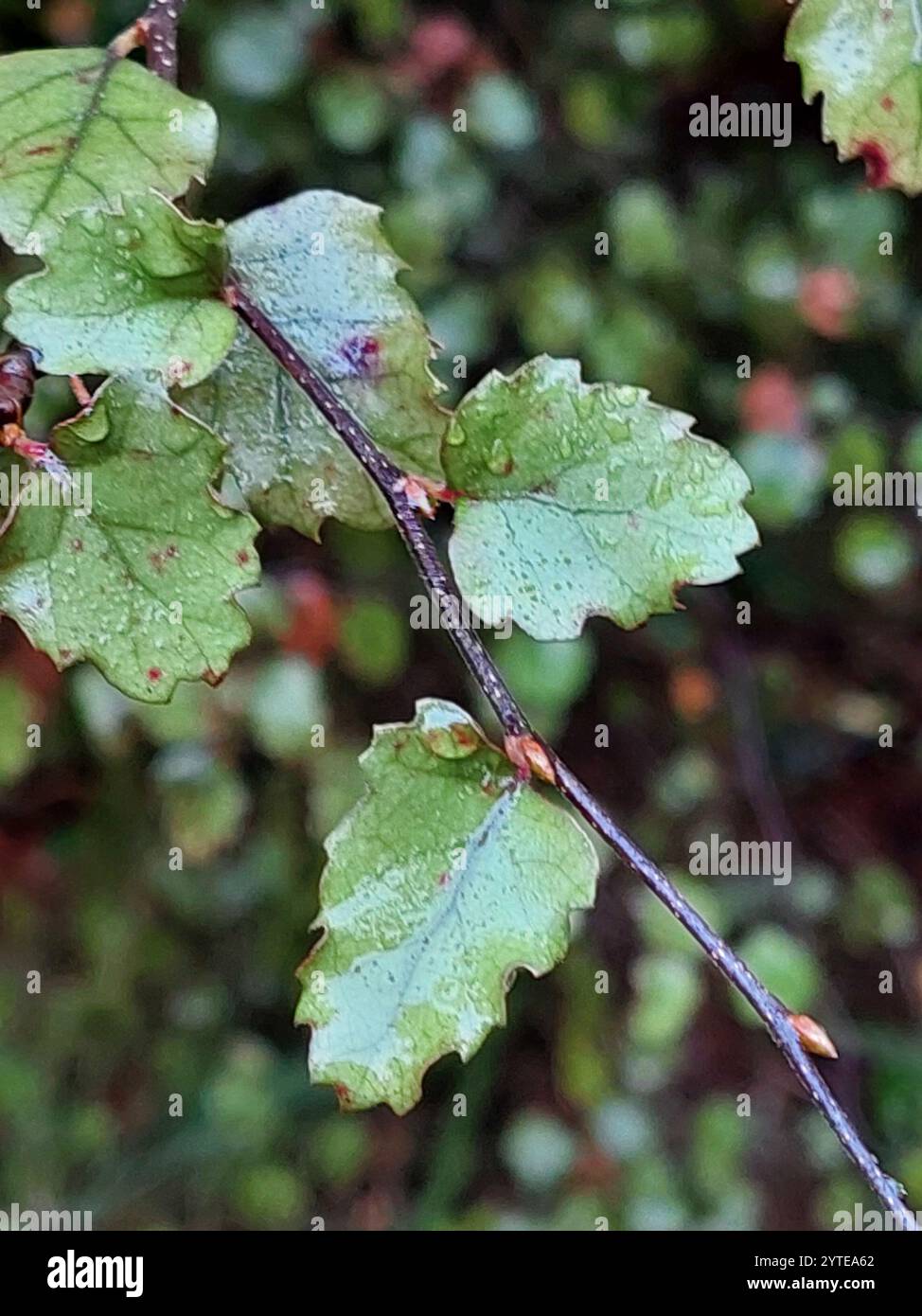 Nothofagus fusca hi-res stock photography and images - Alamy