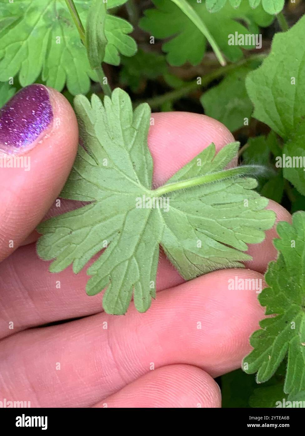 Dove's-foot crane's-bill (Geranium molle Stock Photo - Alamy