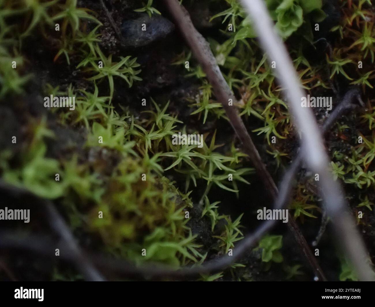 Green-tufted Stubble Moss (Weissia controversa Stock Photo - Alamy
